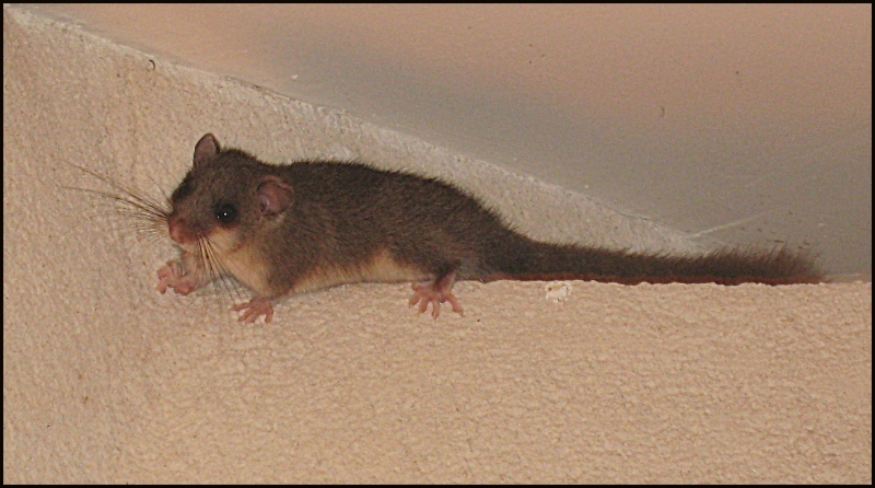 European Tribune - Open Thread - Tuesday